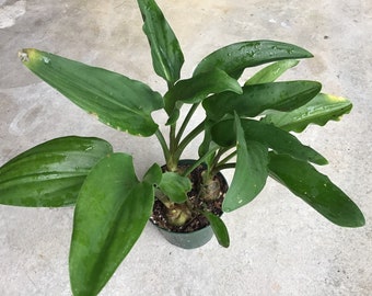 Drimiopsis Maculata Aka African Hosta - Etsy