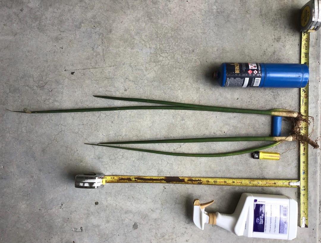 Dracaena Bacularis Sansevieria Bacularis Rhizome With Leaves Bare Root ...