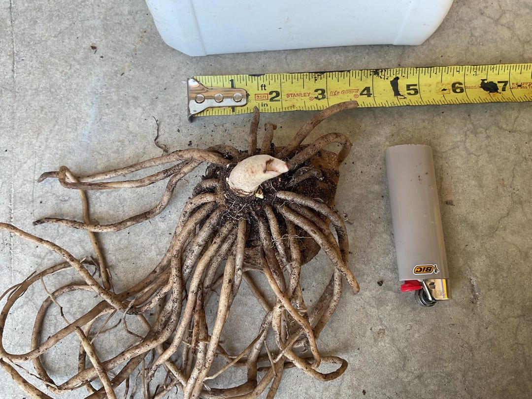 Gonatopus Boivinii Tuber Aroid Giraffes Knees Similar to Amorphophallus ...