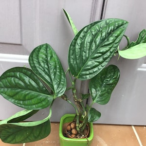 Monstera Sp. Peru Aroid Houseplant Anthurium and Philodendron Relative ...