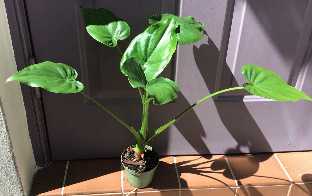 Alocasia Cuculata Species Aroid Arum Dwarf Elephant Ear Chinese Taro - Etsy