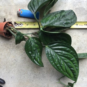 Monstera Sp. Peru Aroid Houseplant Anthurium and Philodendron Relative ...