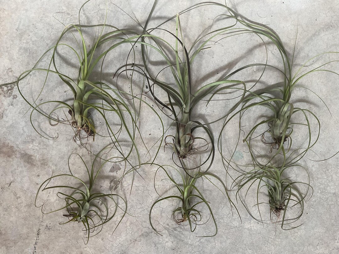 Tillandsia Balbisiana 2 Plants per Sale Northern Needleleaf Reflexed ...