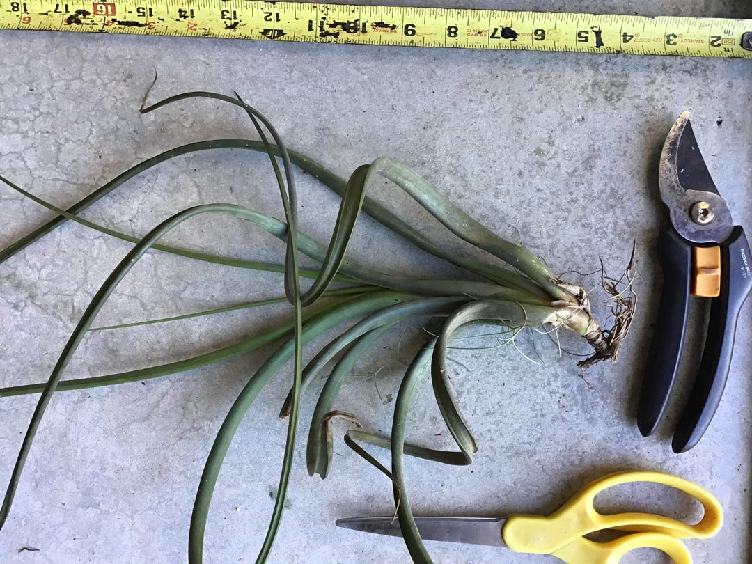 Tillandsia Intermedia Clothesline Tillandsia Species Airplant Epiphyte ...