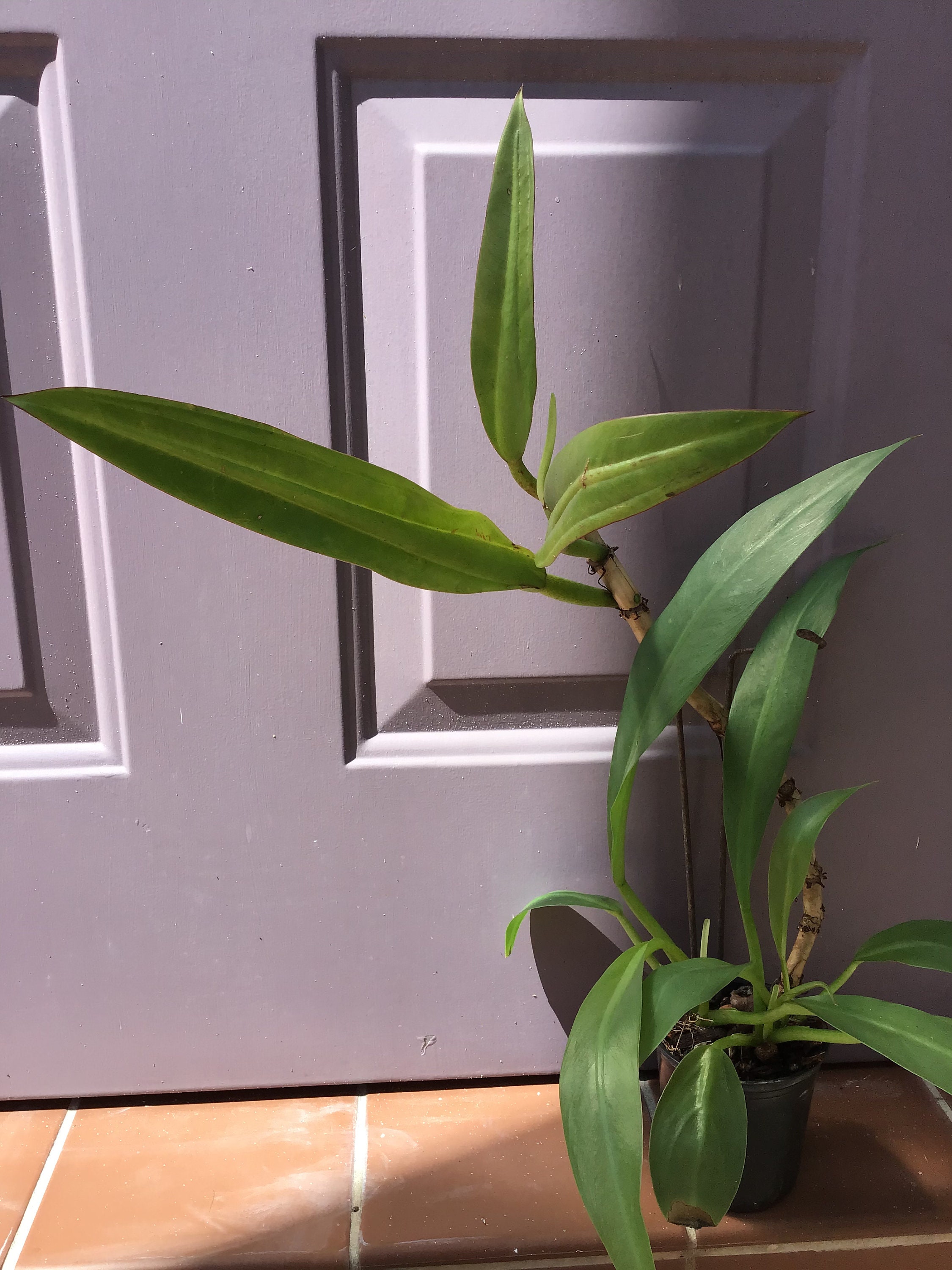 Philodendron Crassinervium 3 Species Aroid Houseplant Monstera and ...