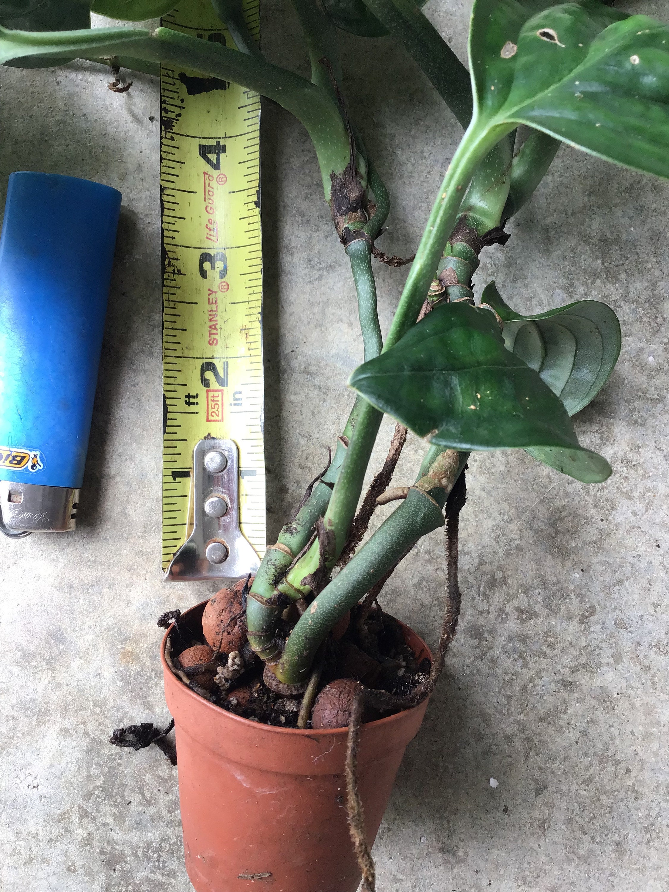 Monstera Sp. Peru Aroid Houseplant Anthurium and Philodendron Relative ...