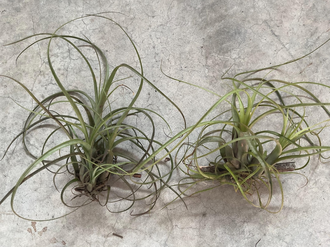 Tillandsia Balbisiana Clump Northern Needleleaf Reflexed Wild Pine ...