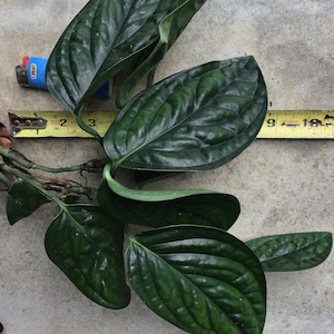 Monstera Sp. Peru Aroid Houseplant Anthurium and Philodendron Relative ...