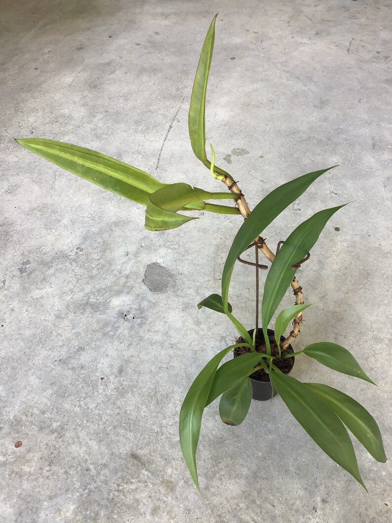 Philodendron Crassinervium 3 Species Aroid Houseplant Monstera and ...