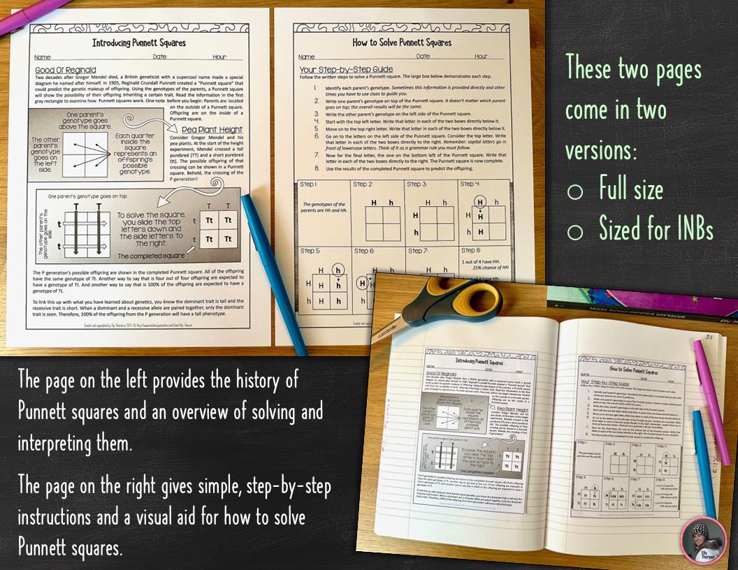 Introduction to Punnett Squares: Middle School Genetics Handouts and ...