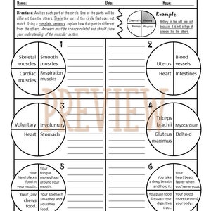 Muscular System Worksheet: Odd One Out Critical Thinking for Human Body ...