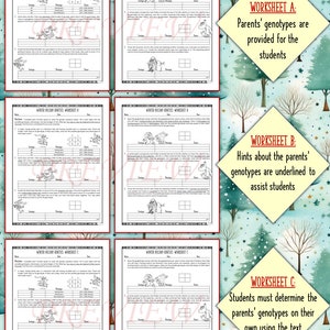 Christmas Winter Genetics Worksheet: Differentiated Punnett Square ...