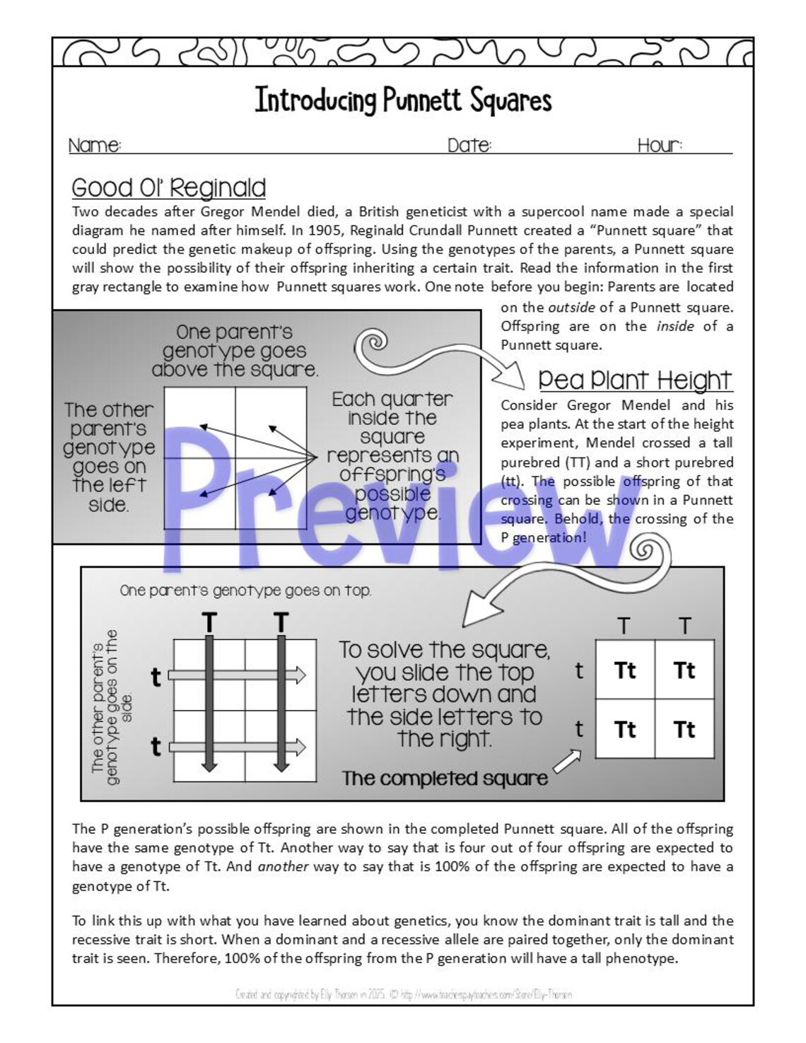 Introduction to Punnett Squares: Middle School Genetics Handouts and ...