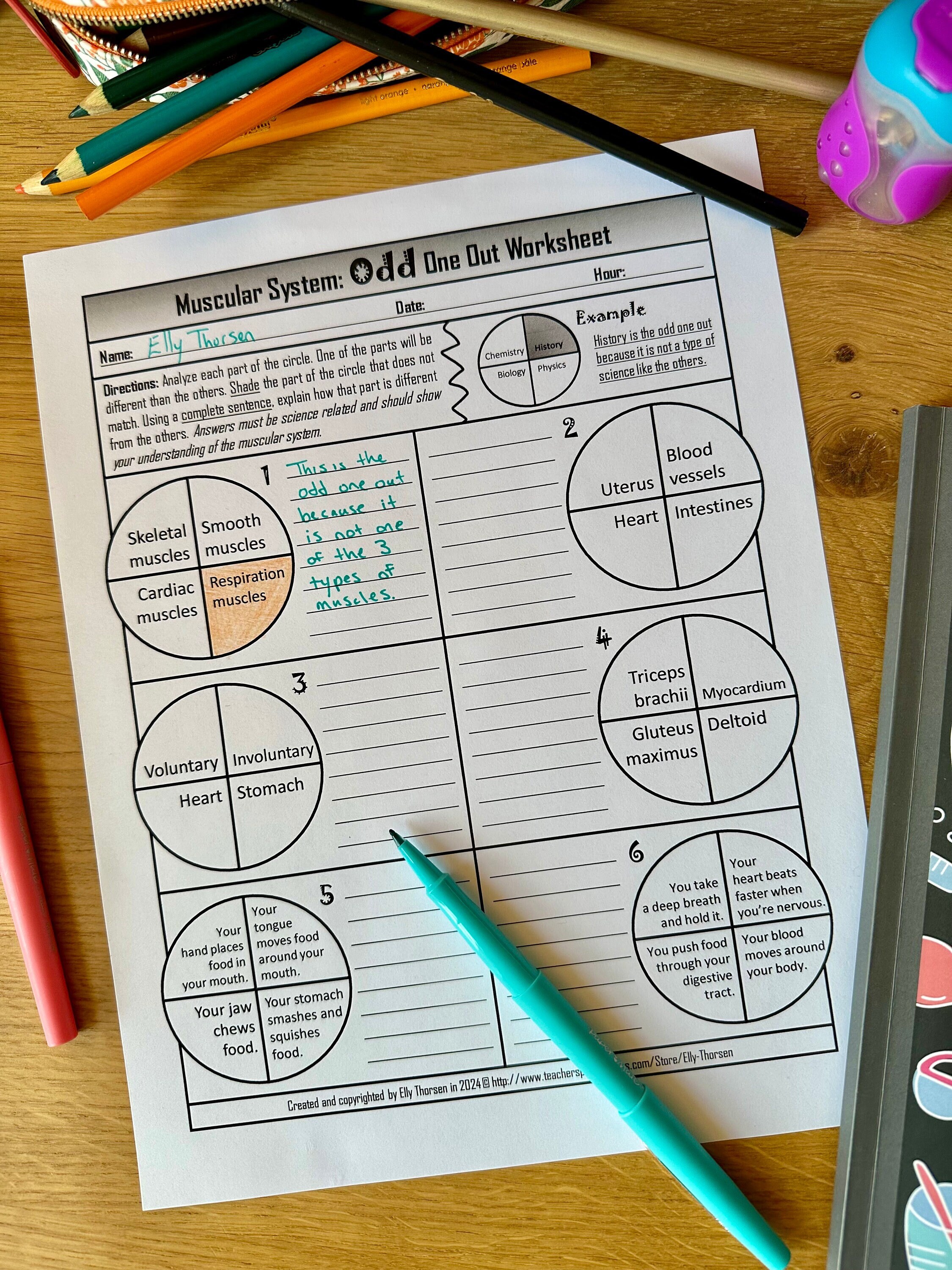 Muscular System Worksheet: Odd One Out Critical Thinking for Human Body ...