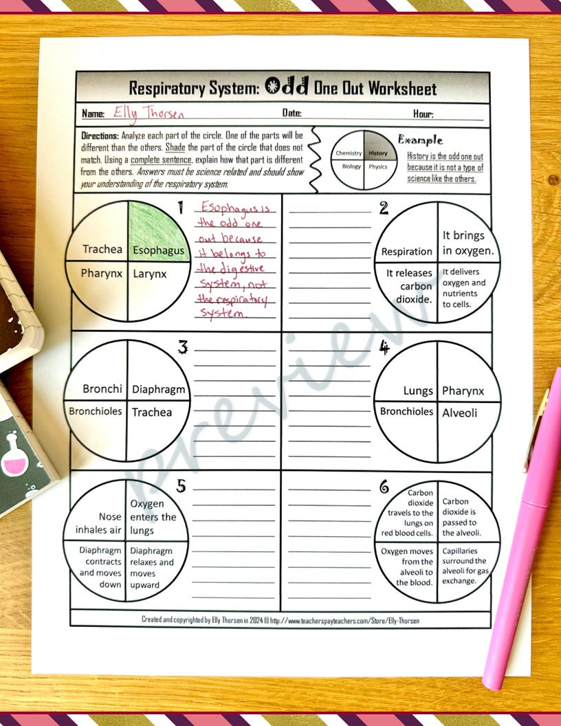 Respiratory System Worksheet: Odd One Out Critical Thinking in Science ...