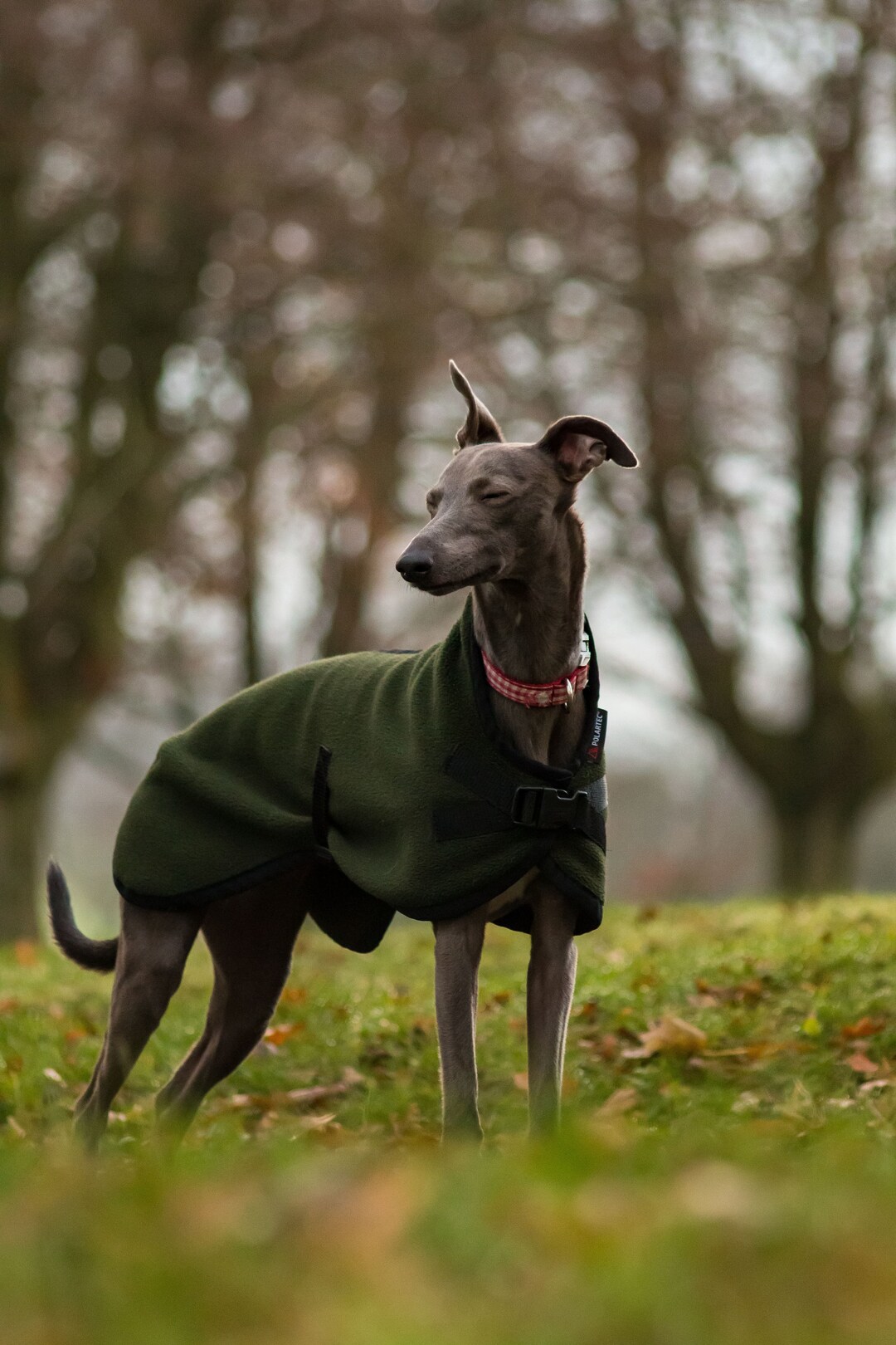 Whippet Dog Gift Poster, for Men, Women, Bedroom, Dining Room, Living ...