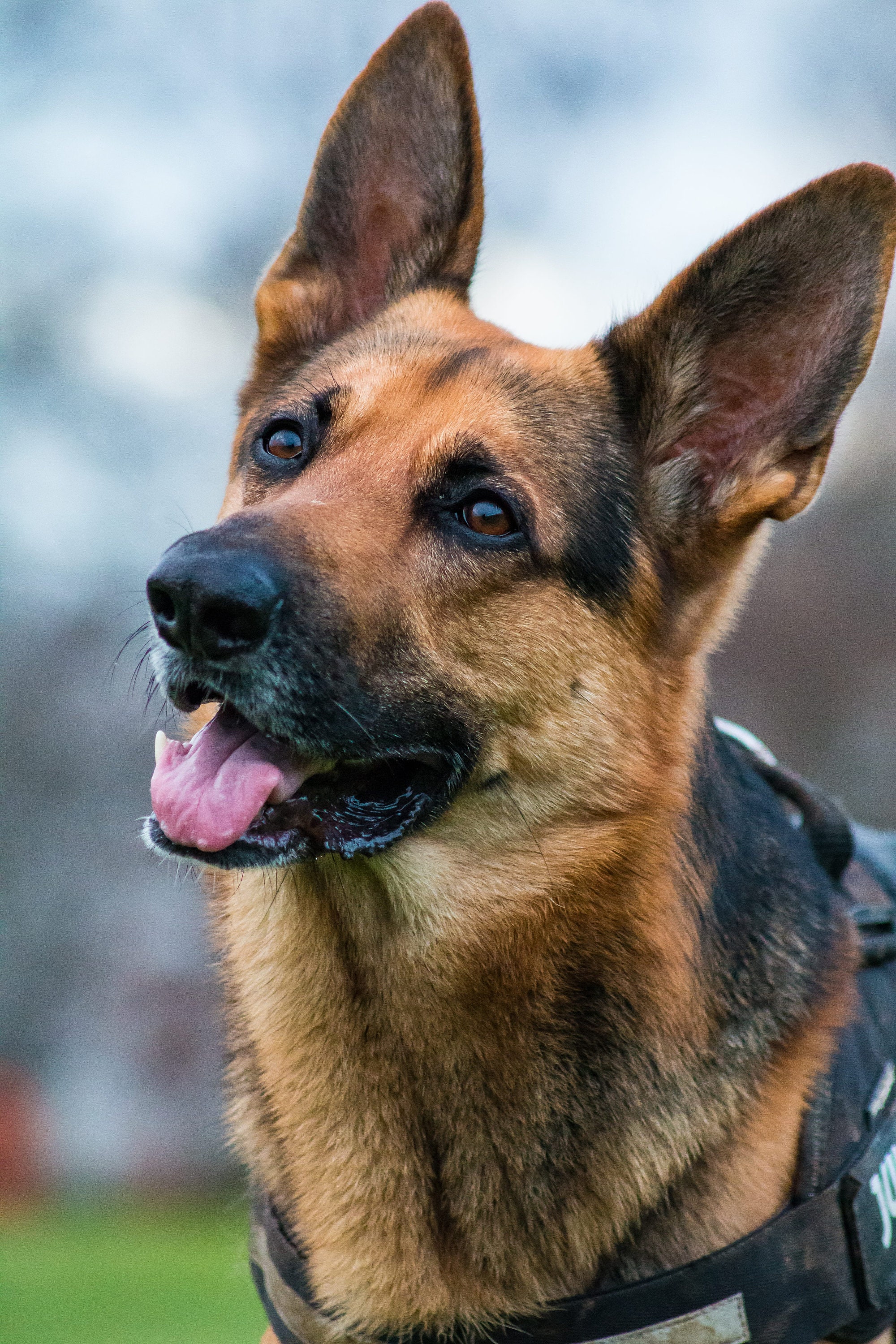 German Shepherd Photo Poster in Various Sizes. - Etsy