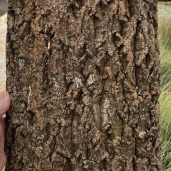 Bark - Etsy