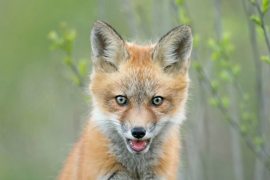 Nature Wall Art - Baby Fox Portrait - DIGITAL DOWNLOAD - Photo Print ...