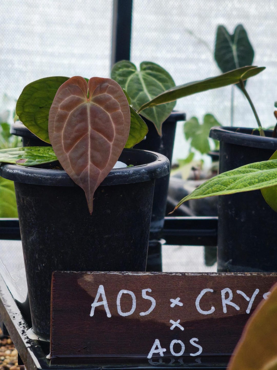 Anthurium (AOS X CRYS) X AOS: híbrido raro, aroide exótico, planta de ...