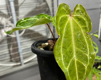 Anthurium wendlingeri - starter plant - Etsy 日本 Anthurium wendlingeri - starter plant - Etsy 日本