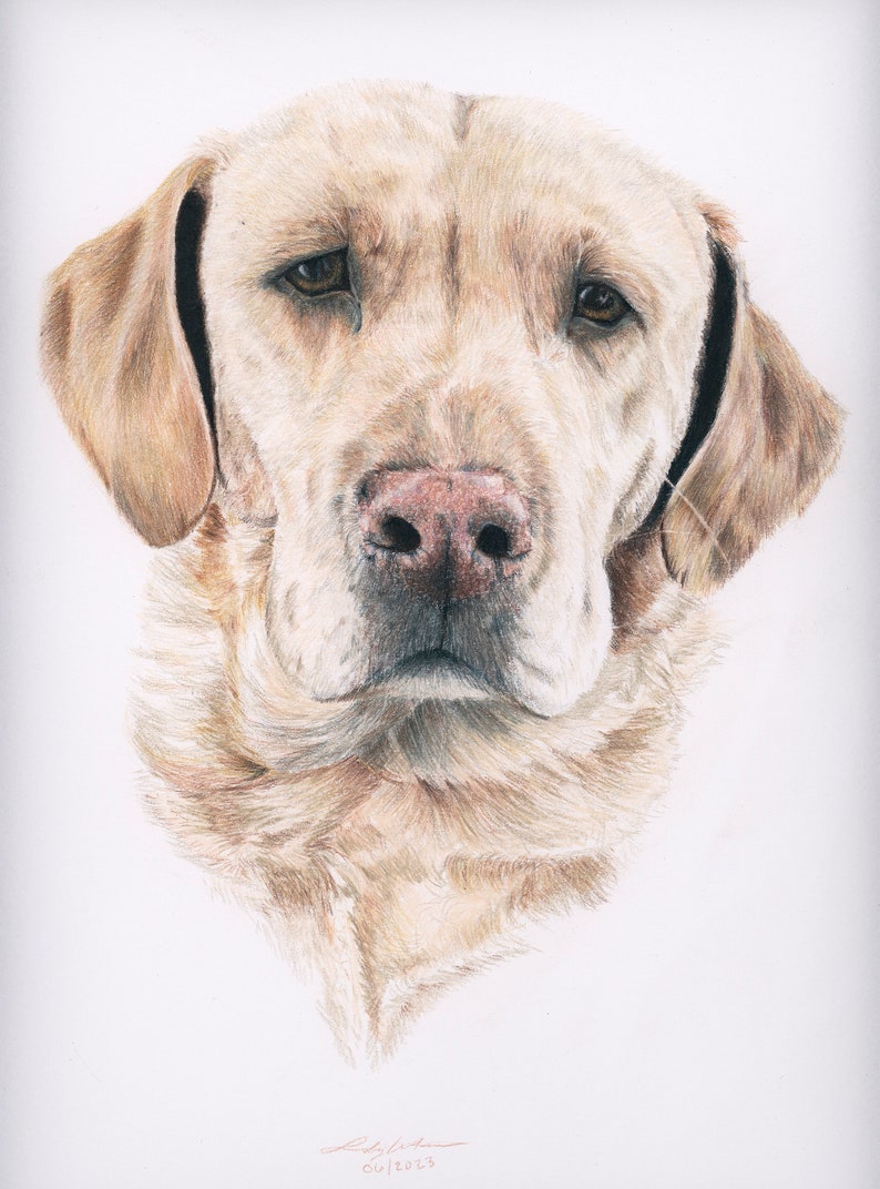 Animal Portrait Artist/ Pet Drawings/ Commission Art - Etsy