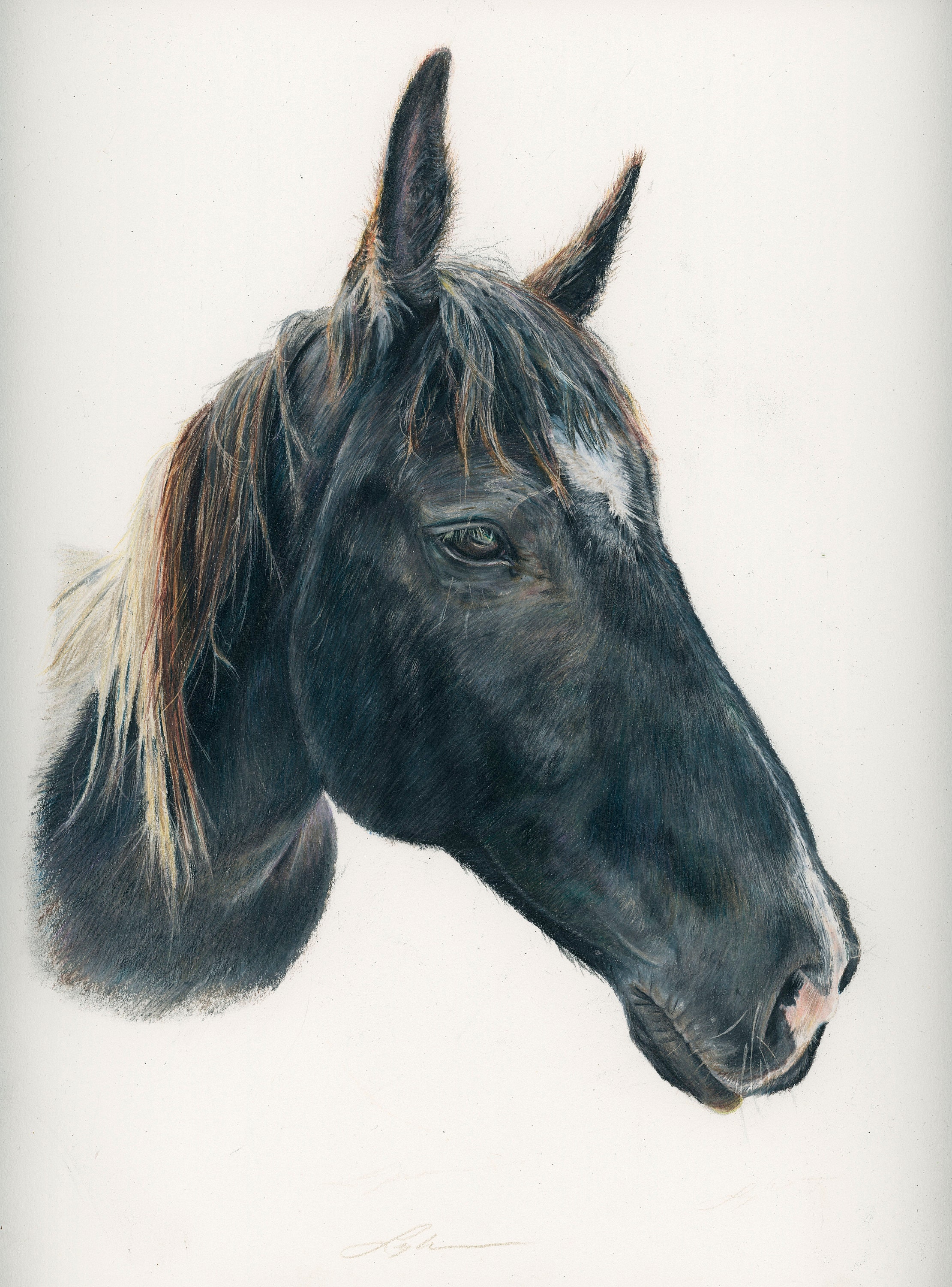 Animal Portrait Artist/ Pet Drawings/ Commission Art - Etsy