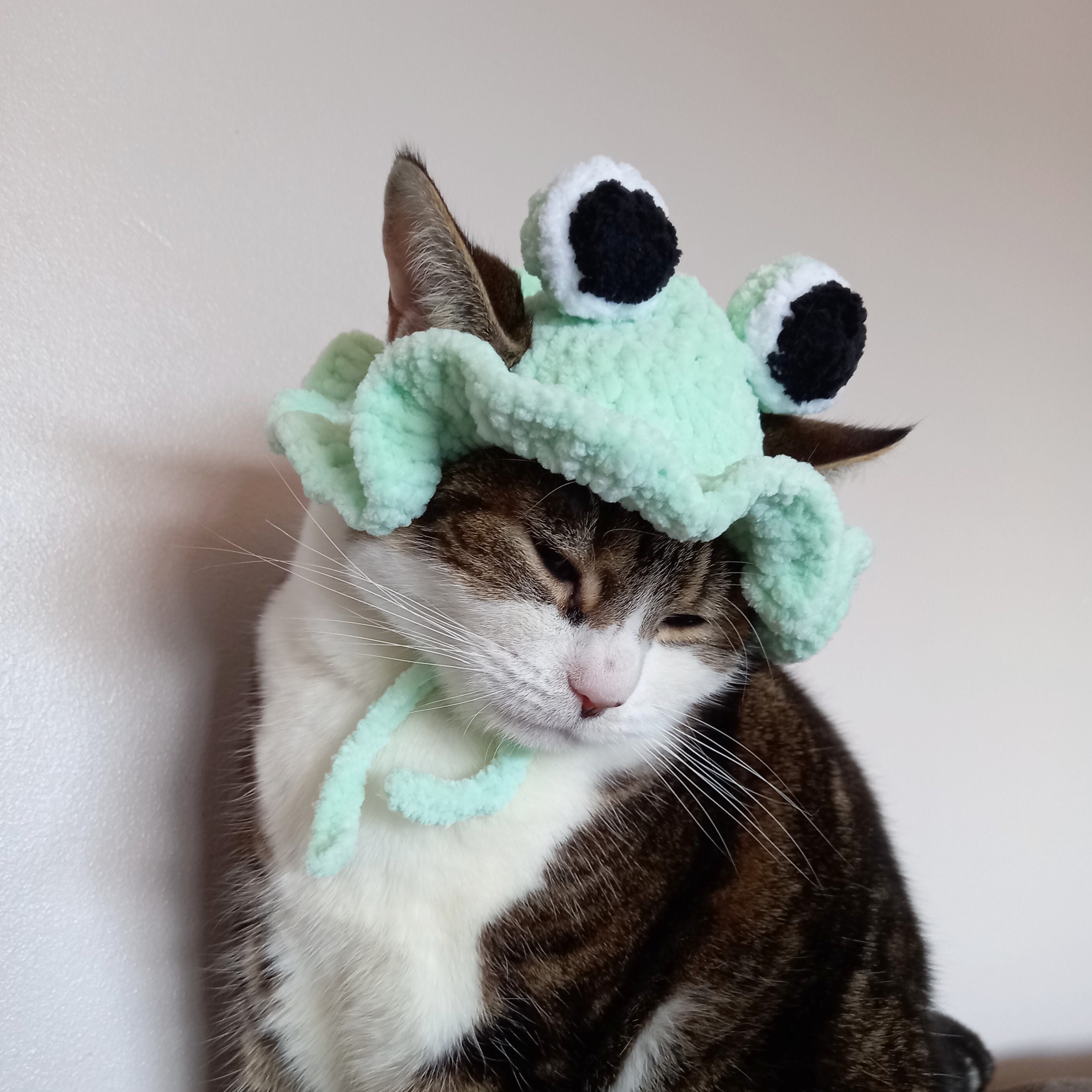 Cats With Frog Hats