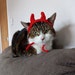 Devil Horns Cat Hat , Cute Dress up , Small Pet Halloween Costume - Etsy