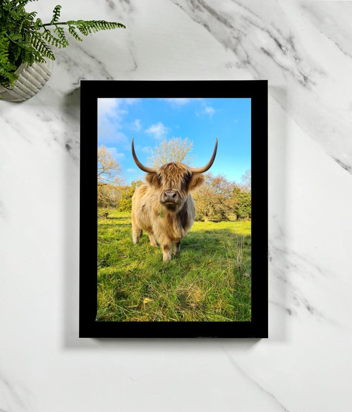 Becky the Highland Cow - Etsy