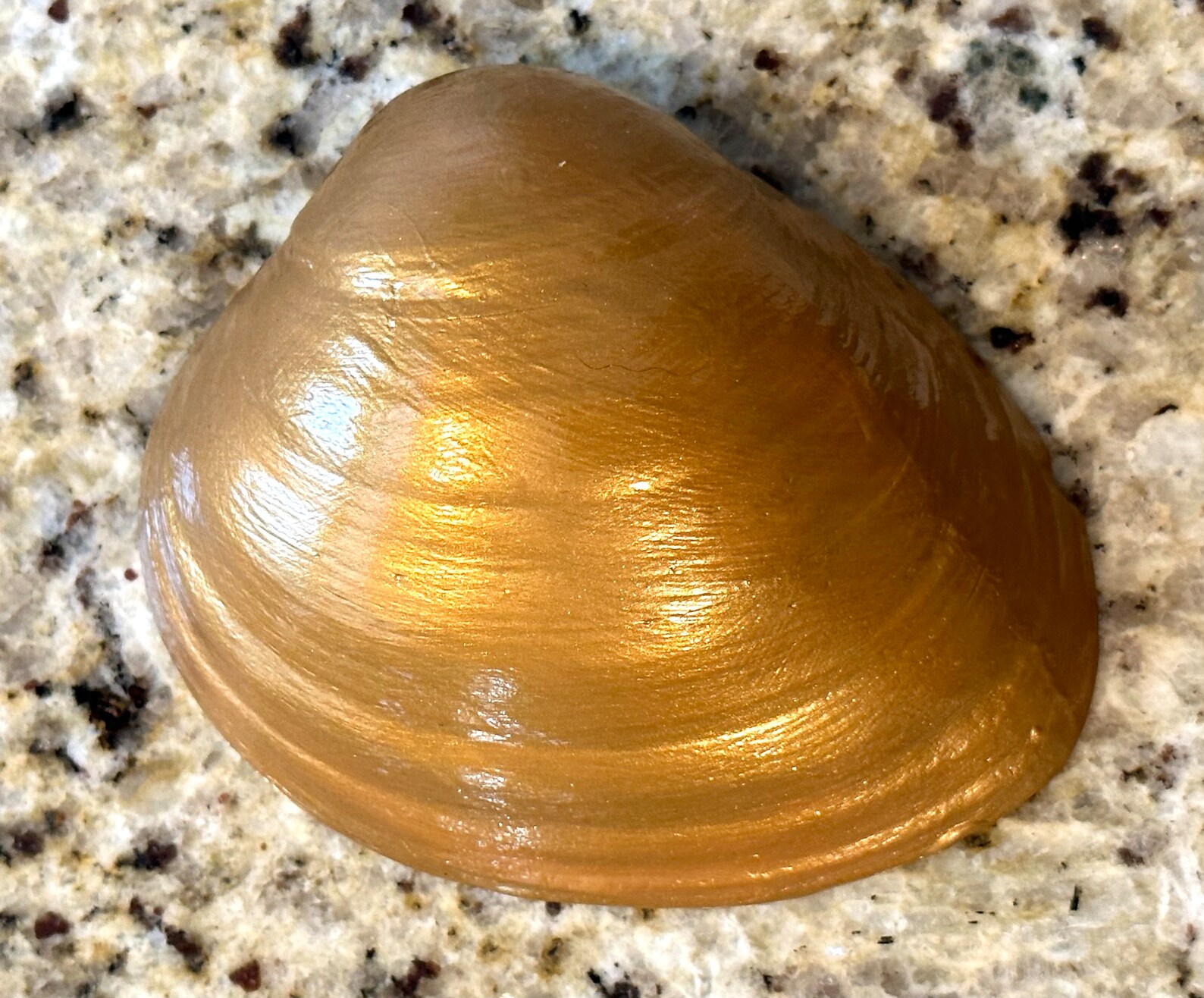 Decoupage Blue and White Floral Pattern on a Hand Painted, Real, Clam ...