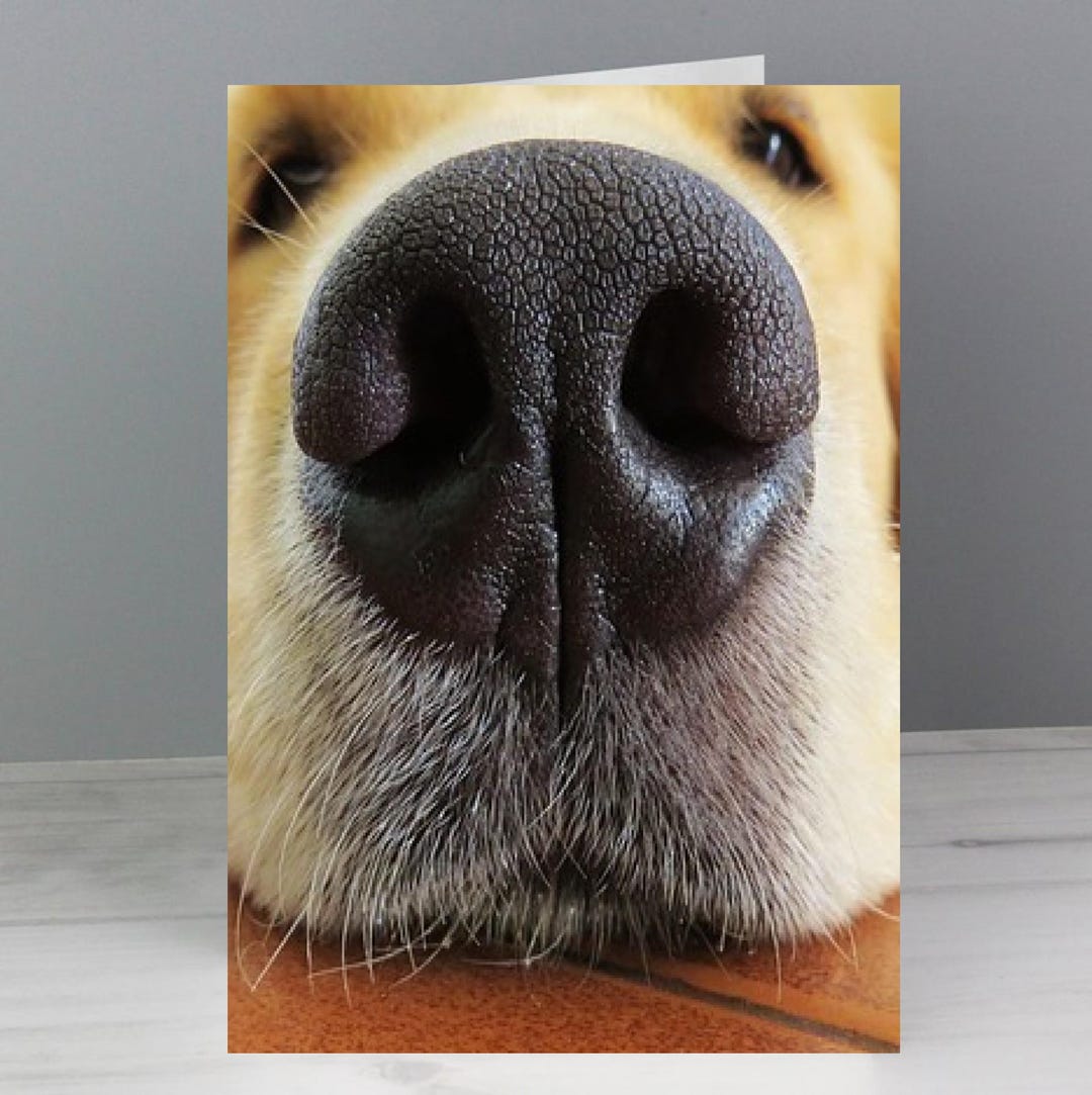 Dog Birthday Card, Golden Retriever Birthday Card, Boop Dog Nose Card ...