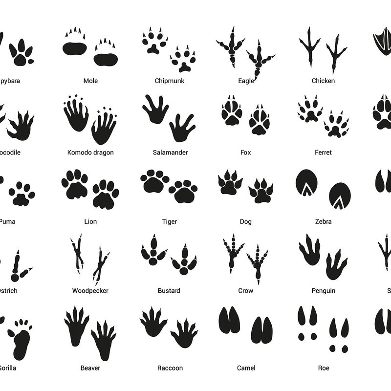 Animal Tracks Svg - Etsy