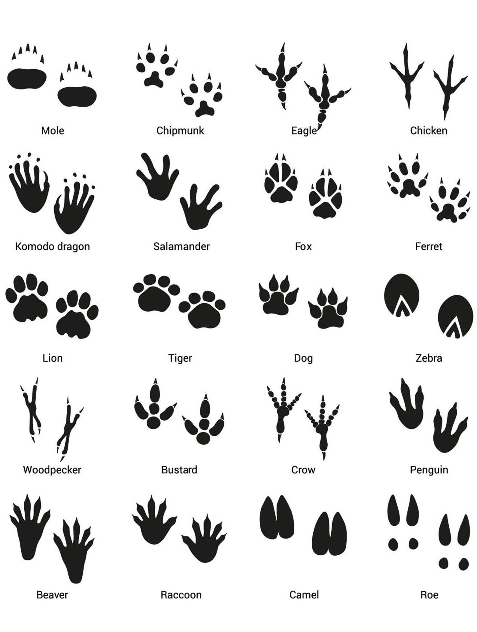 Animal Track, Prints, Footprints, Domestic Tracks, Wild Animal Tracks ...