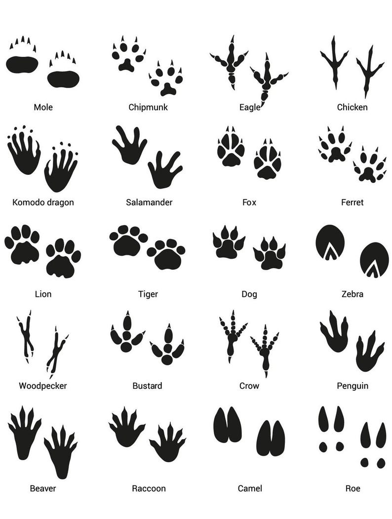 Animal Track, Prints, Footprints, Domestic Tracks, Wild Animal Tracks ...