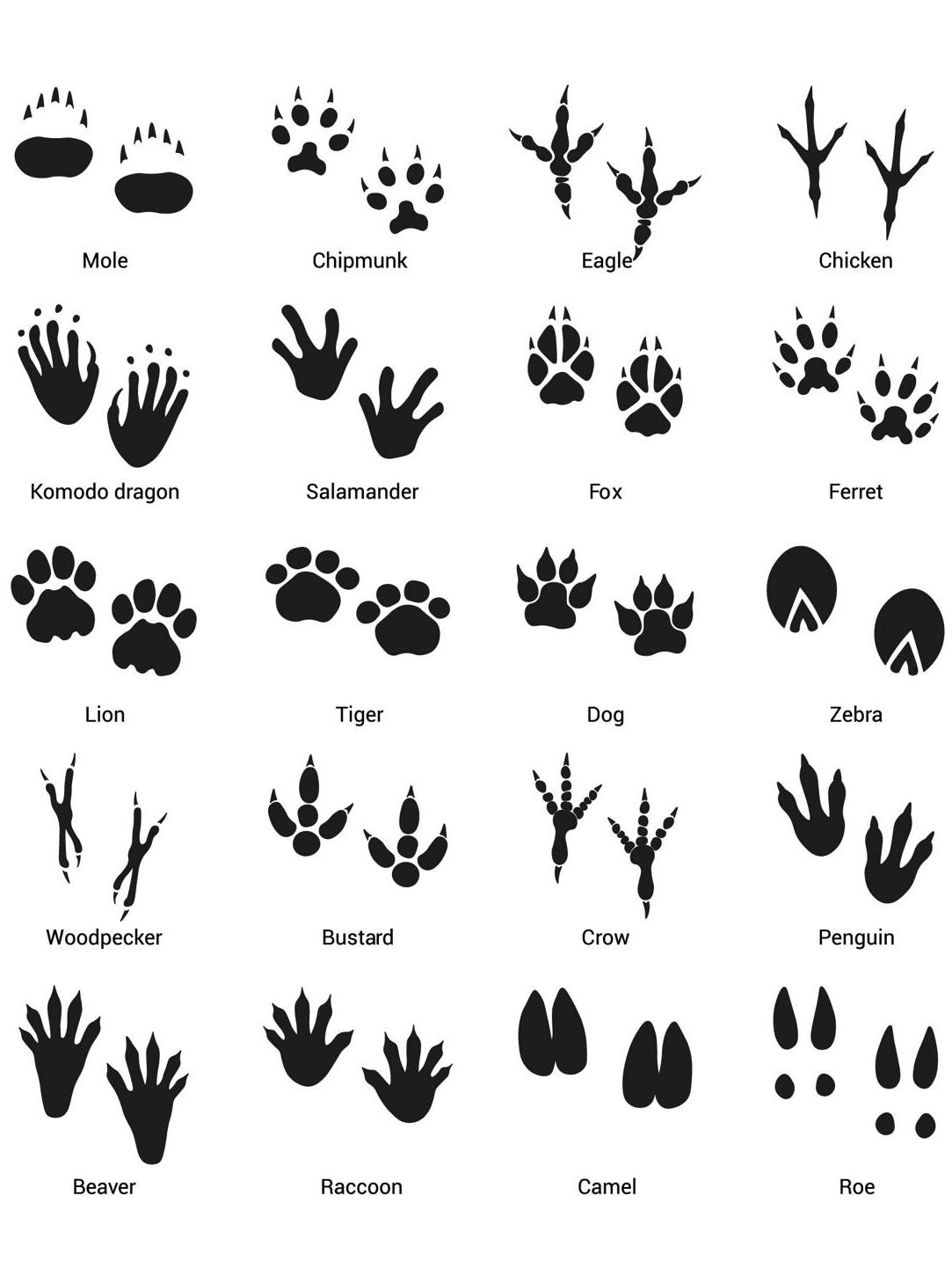 Animal Track, Prints, Footprints, Domestic Tracks, Wild Animal Tracks ...