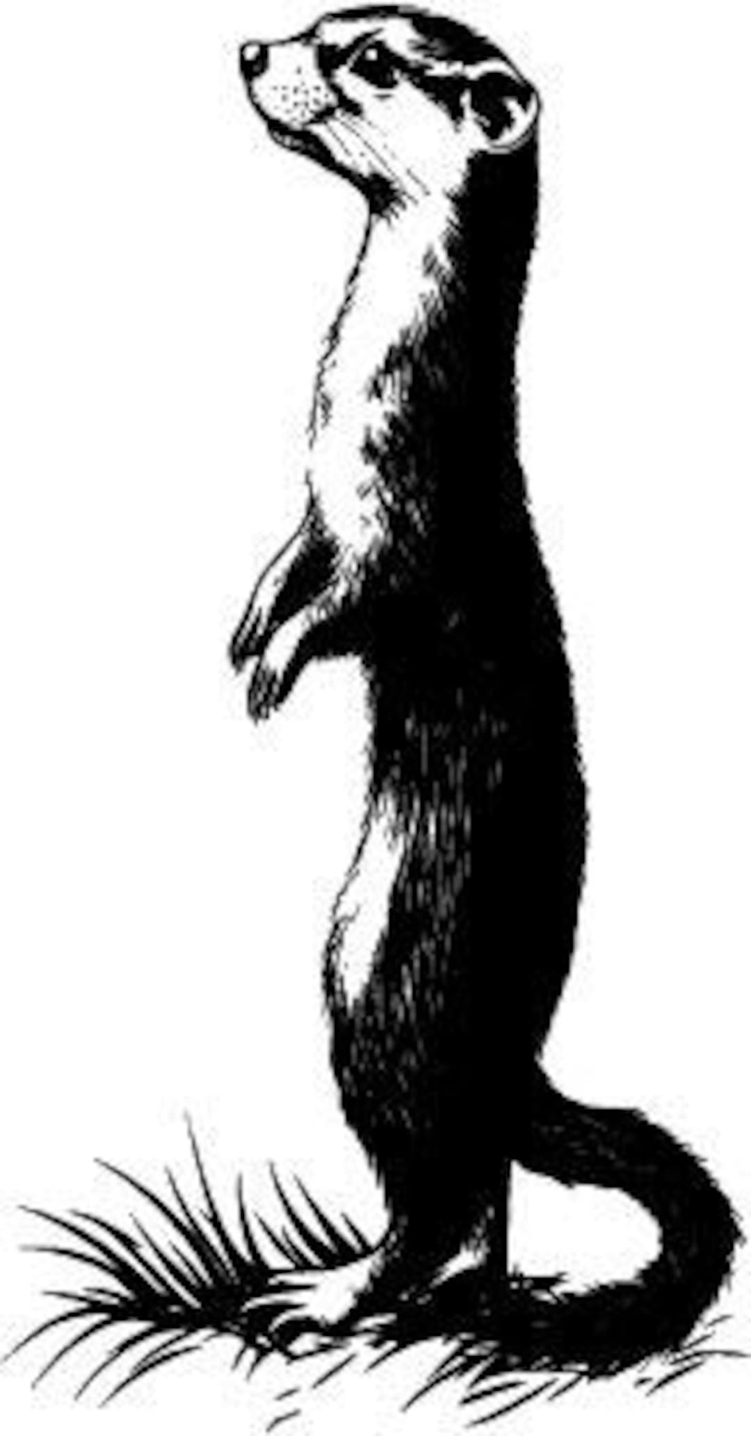 Weasel 1 - Standing, Illustration Svg, Pencil Sketch Otter, Cricut and ...