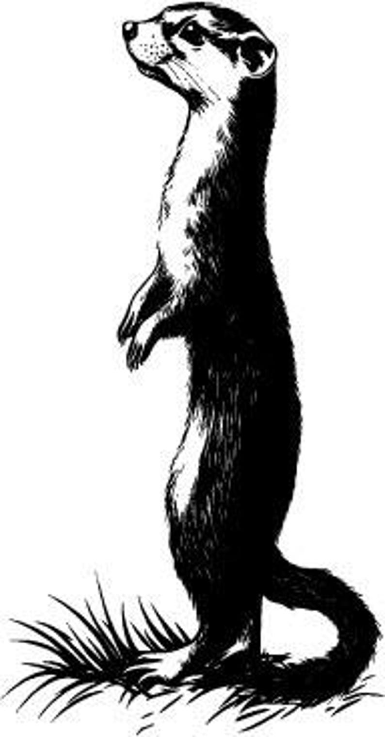 Weasel 1 - Standing, Illustration Svg, Pencil Sketch Otter, Cricut and ...