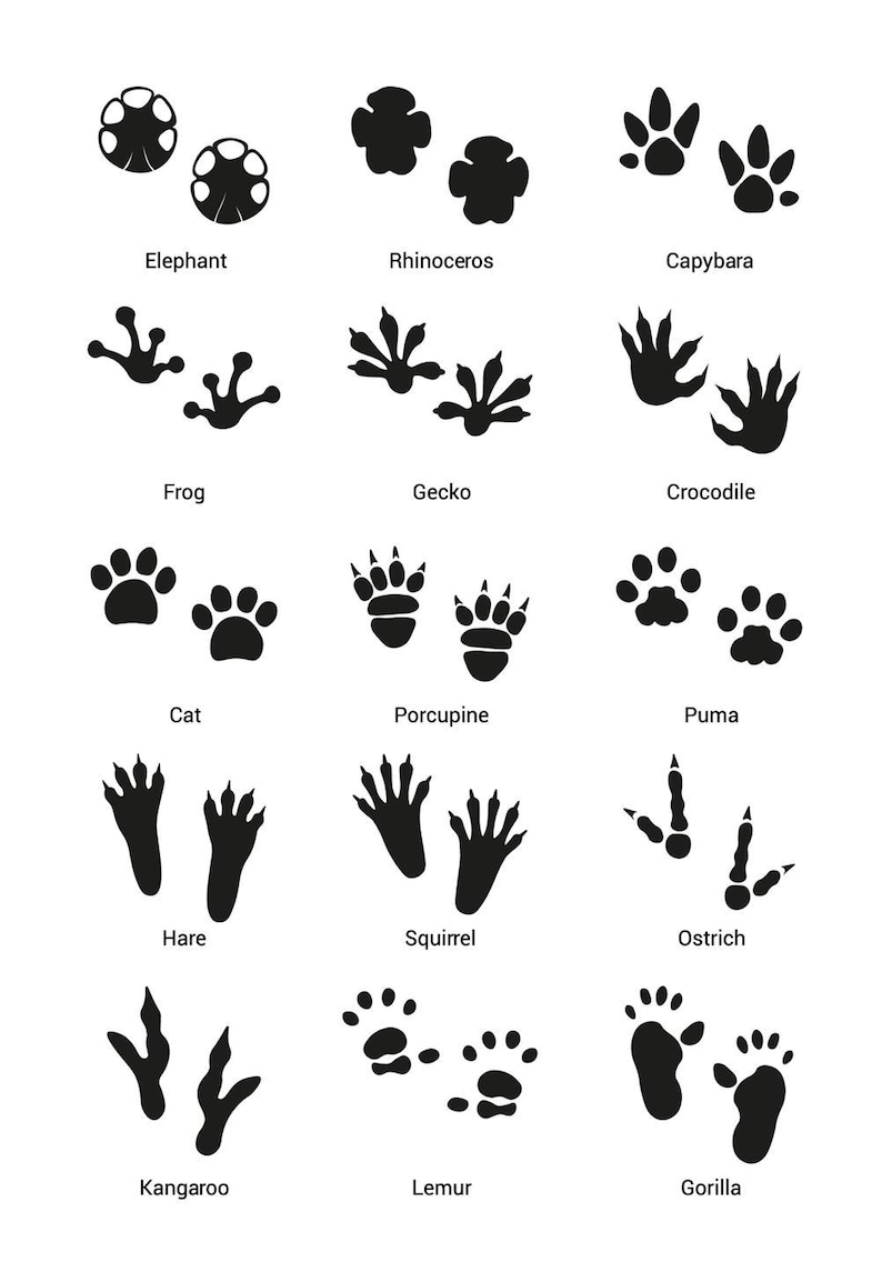 Animal Track, Prints, Footprints, Domestic Tracks, Wild Animal Tracks ...