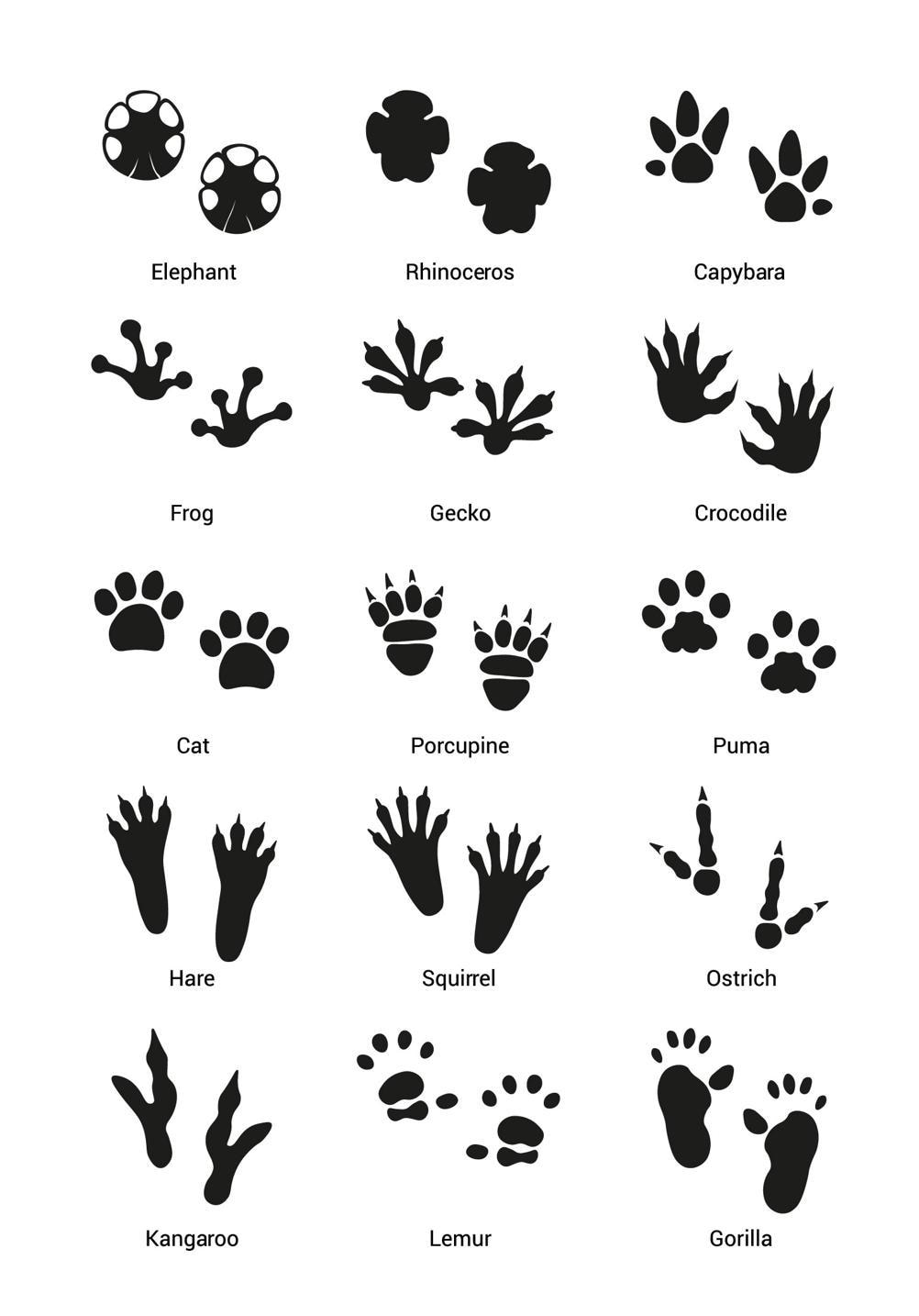 Animal Track, Prints, Footprints, Domestic Tracks, Wild Animal Tracks ...