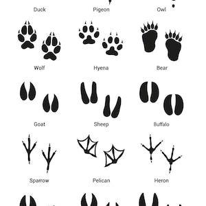 Animal Track, Prints, Footprints, Domestic Tracks, Wild Animal Tracks ...