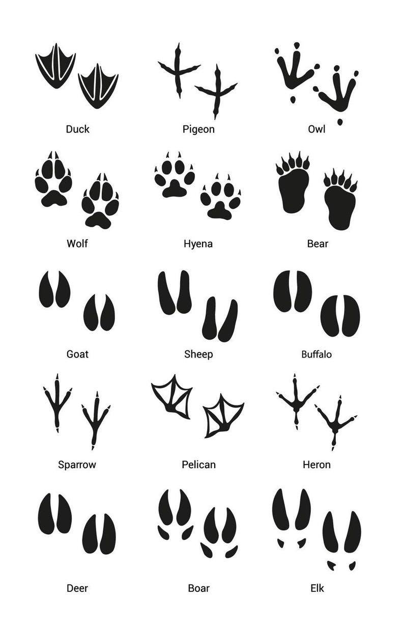 Animal Track, Prints, Footprints, Domestic Tracks, Wild Animal Tracks ...