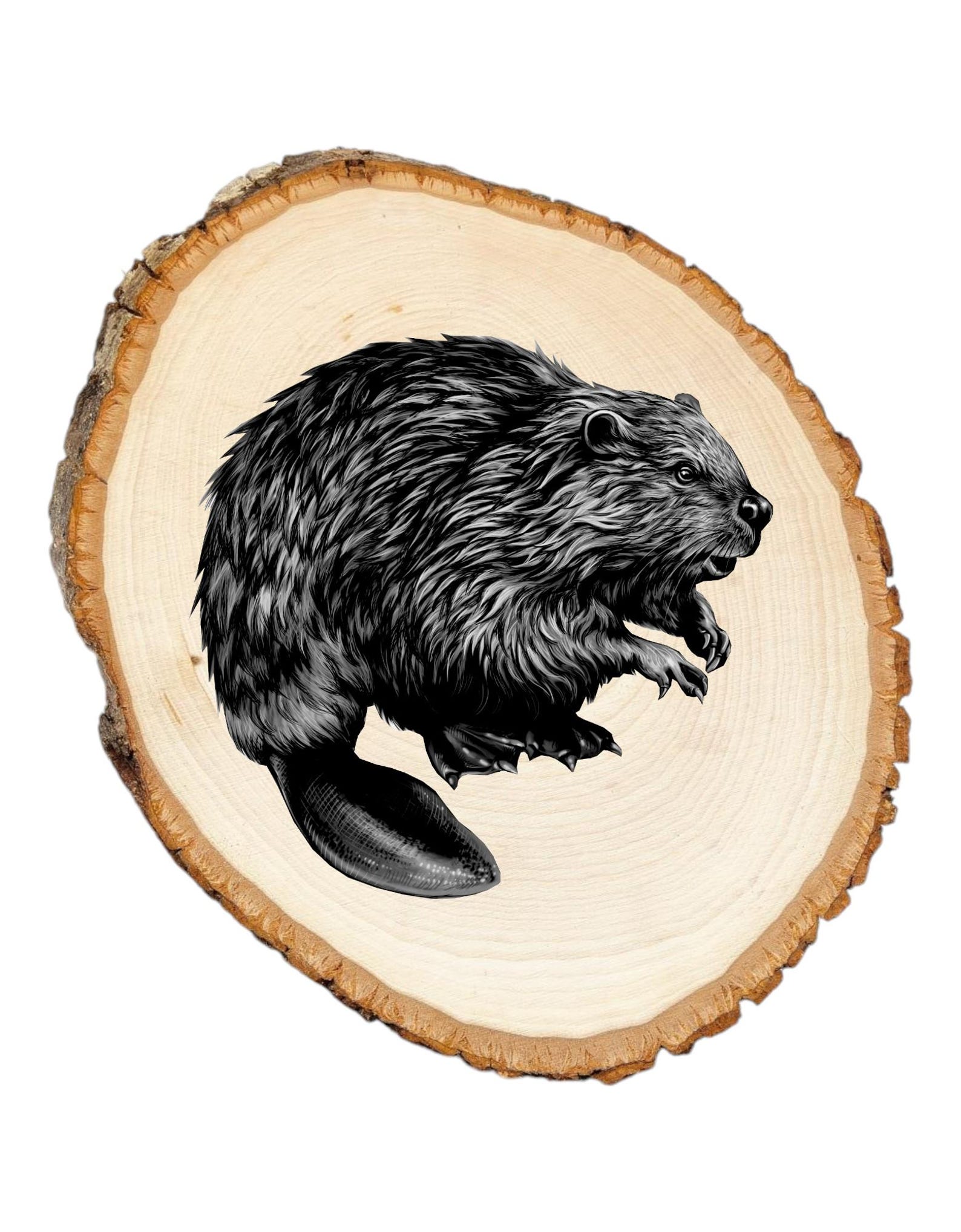 Beaver Illustration Svg, Pencil Sketch Beaver, Cricut and Silhouette ...