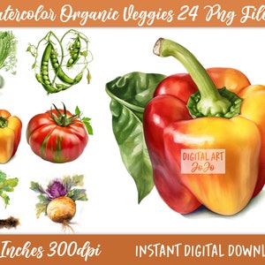 24 Garden Vegetables Clipart Bundle, Commercial Use, Digital Download ...