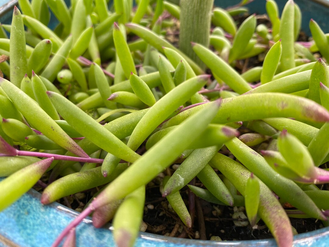 Ruby Necklace Succulent, String of Pickles, Othonna Capensis, 4 ...