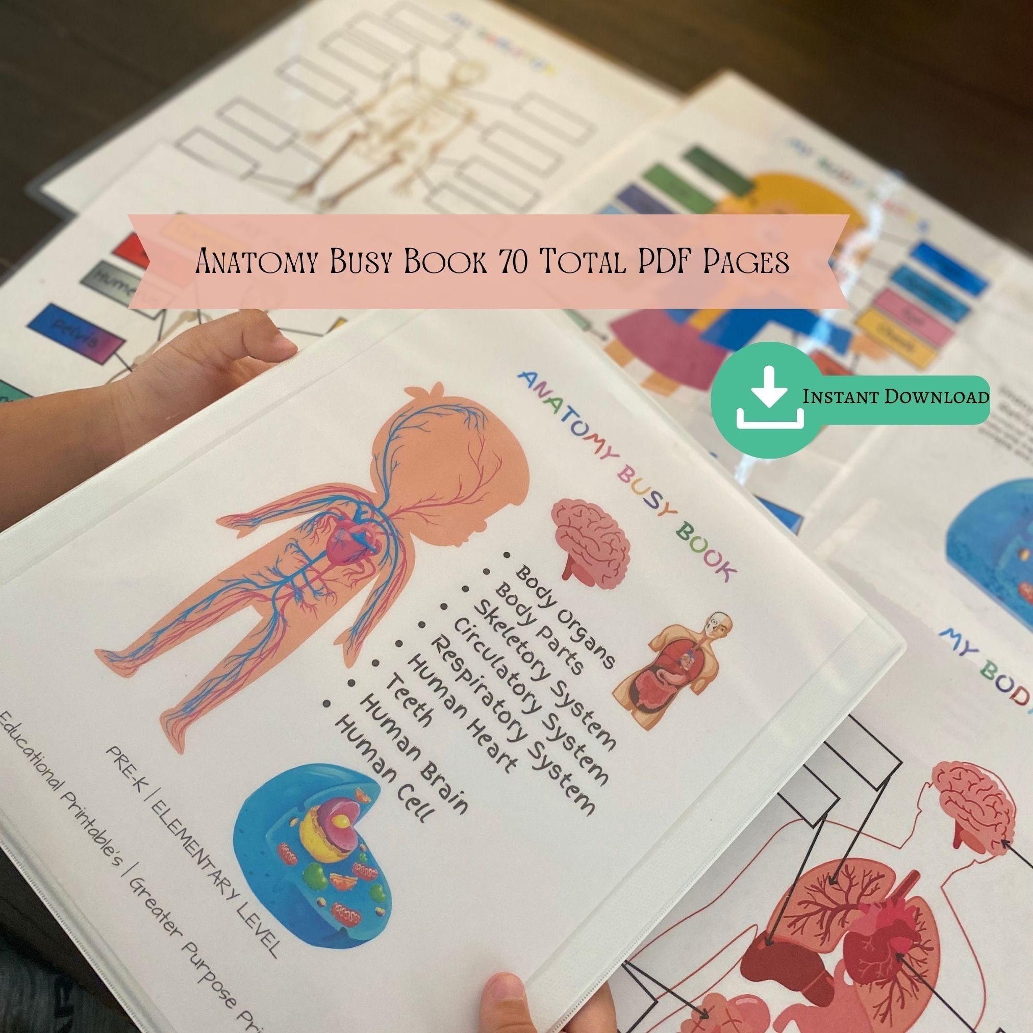 Human Anatomy Busy Book Printable Preschool Worksheets Homeschool ...