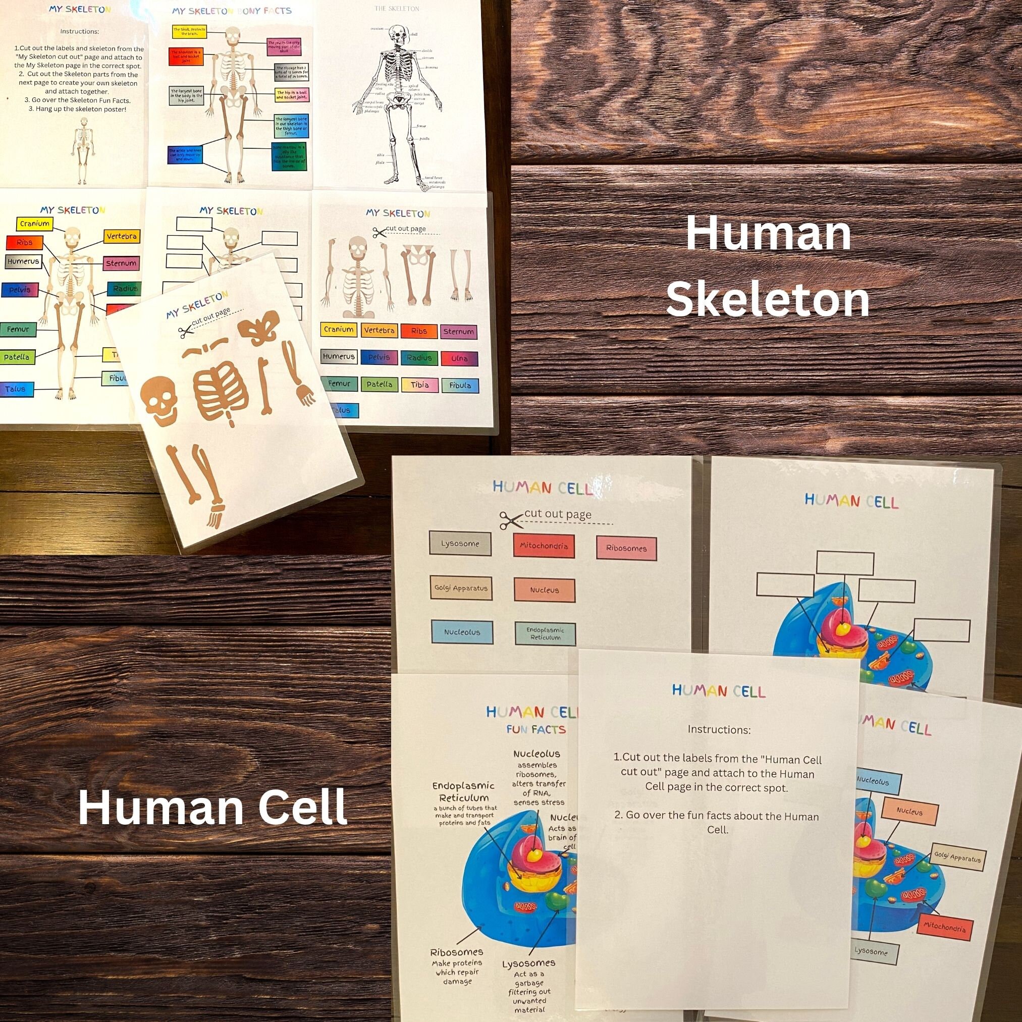Human Anatomy Busy Book Printable Preschool Worksheets Homeschool ...