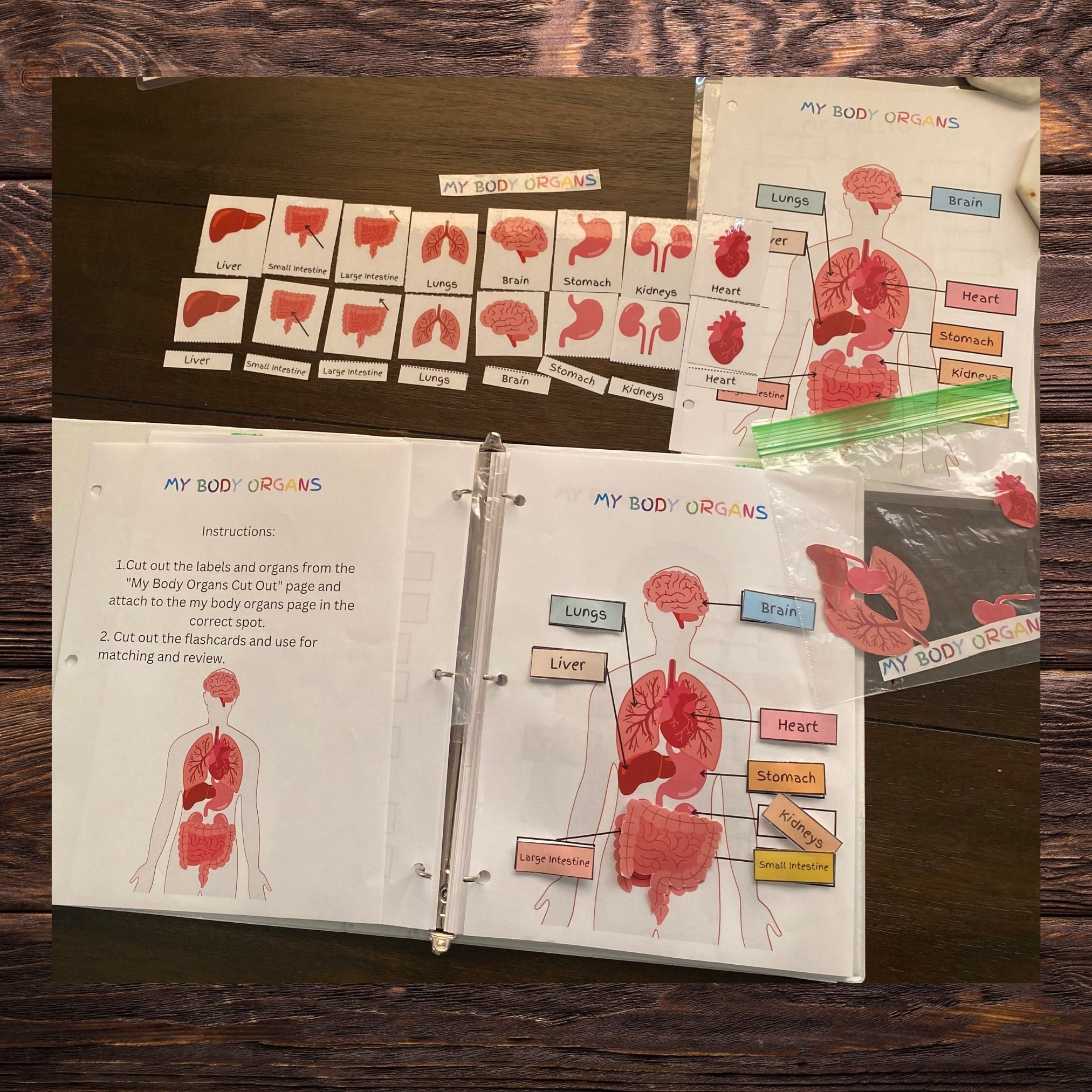 Human Anatomy Busy Book Printable Preschool Worksheets Homeschool ...