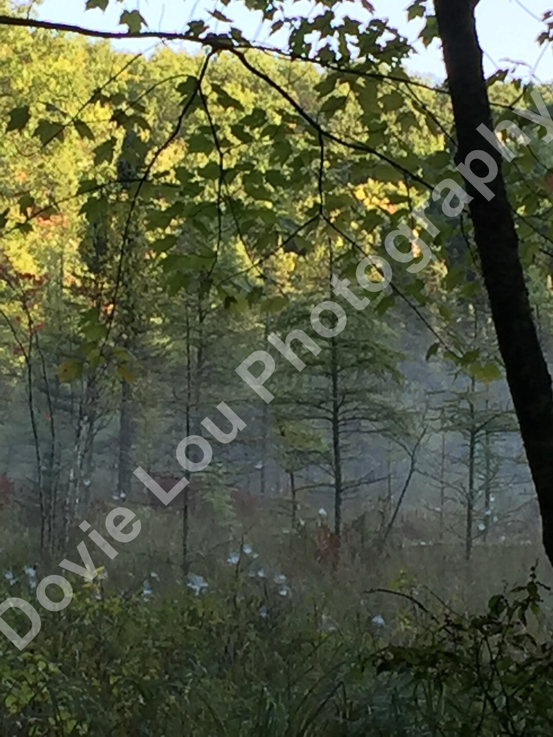 Sunlight Revealing Dew in a Spider Camp - Etsy