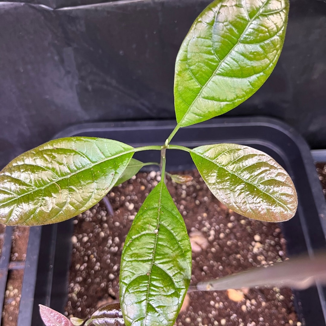 Avocado Tree Persea Americana 12 on Average - Etsy